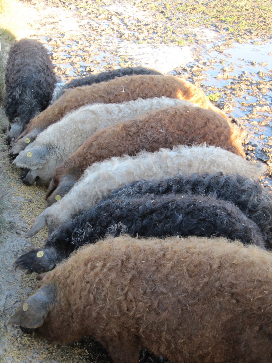 Porcul cu Omega 3… | ionpaun